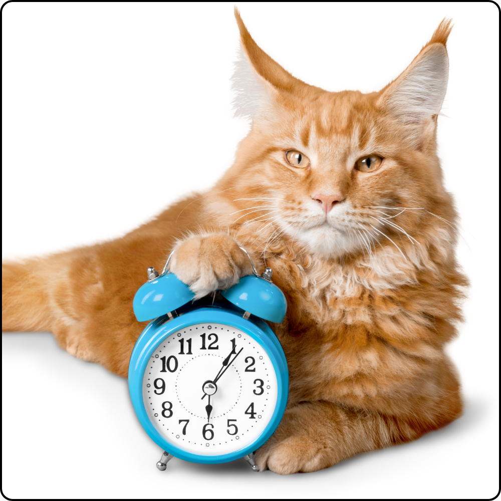 Cat timp traiesc pisicile? – Suplipet